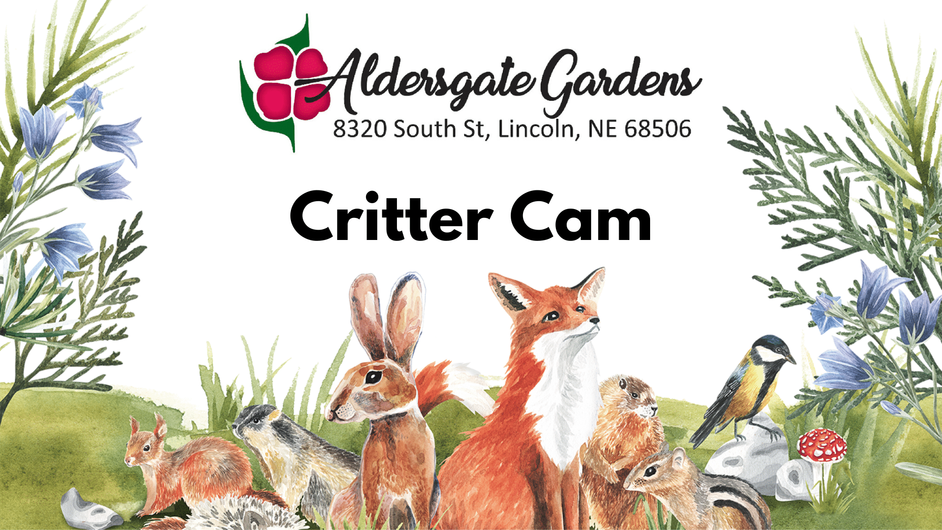 Critter Cam - Aldersgate UMC, Lincoln, Nebraska